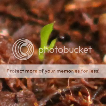 picture update - FlyTrapCare Forums